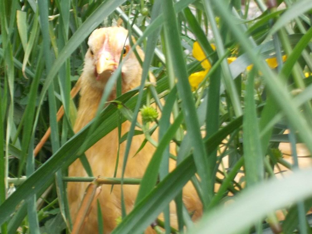 chicken farming in the Farming forum - Garden.org