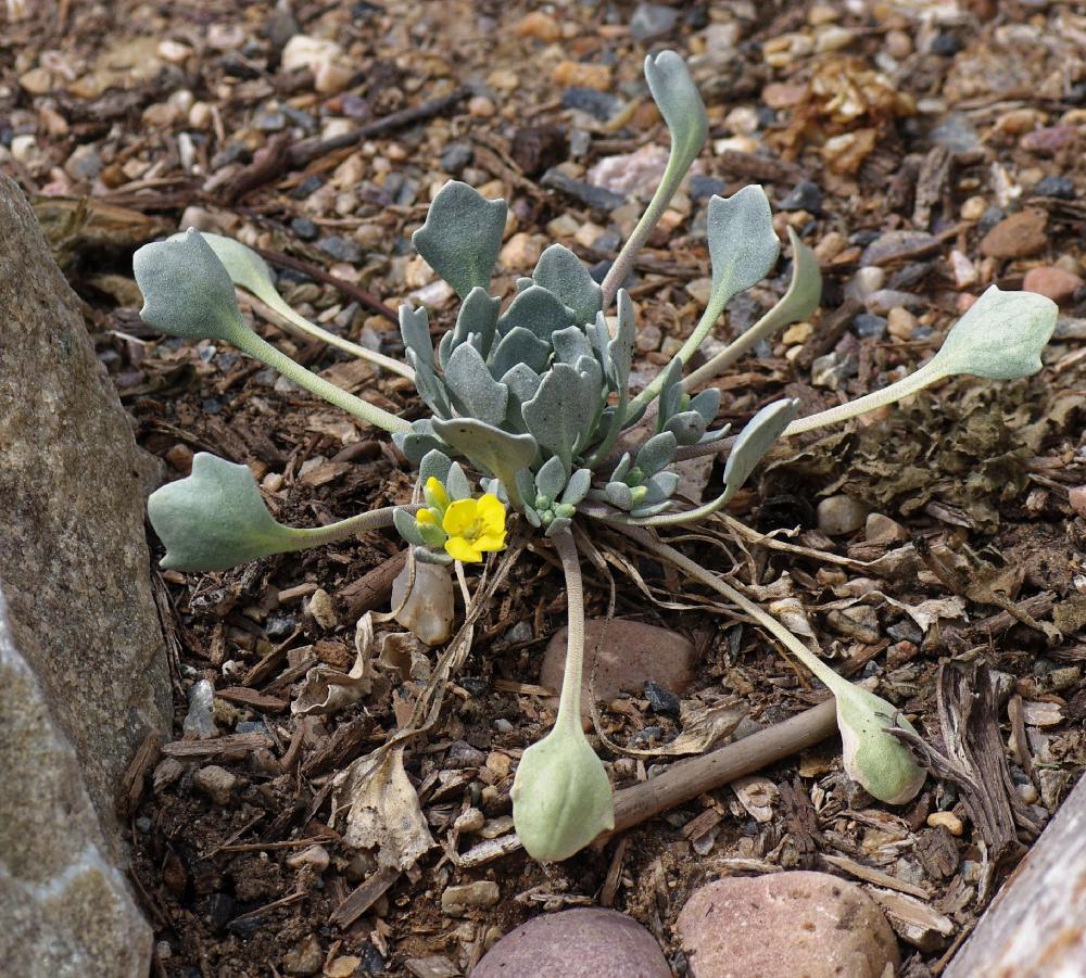 Physaria alpina - Garden.org