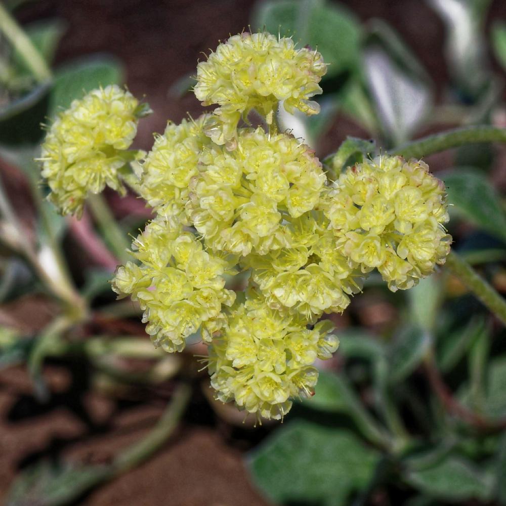 Photo of the bloom of Antelope Sage (Eriogonum jamesii) posted by ...