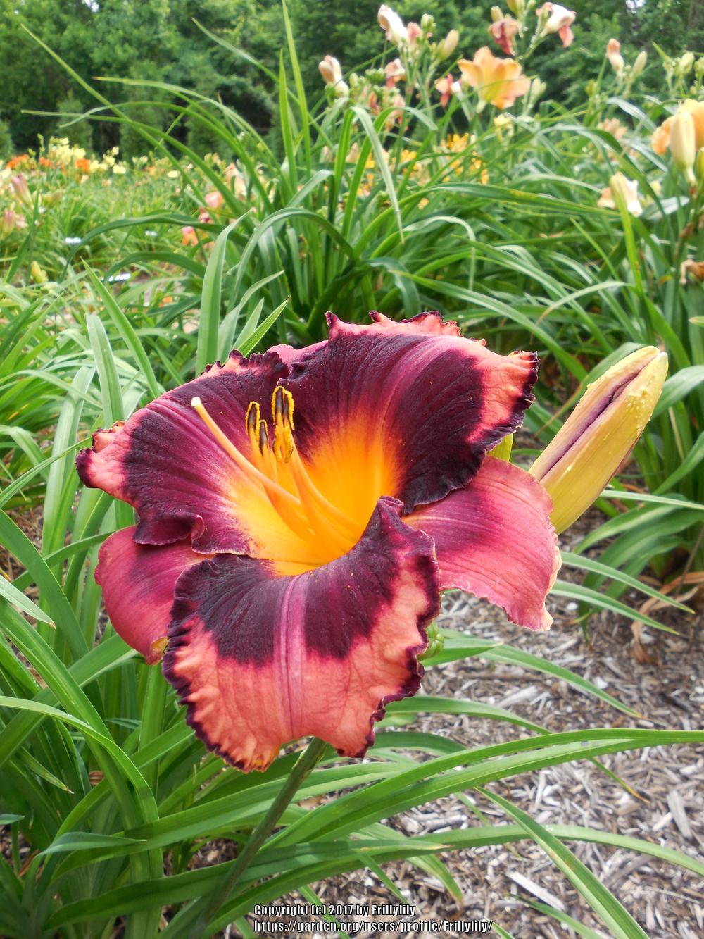 Daylily (Hemerocallis 'Wolverine Eyes') in the Daylilies Database - Garden.org