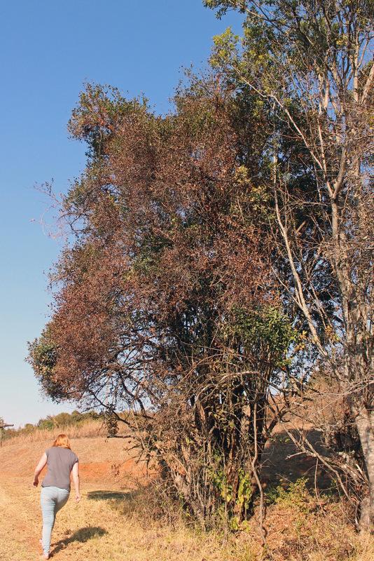 Photo of the entire plant of Tree Fuchsia (Halleria lucida) posted by ...