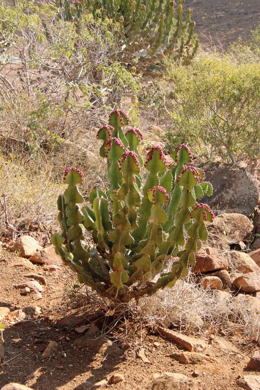 Euphorbias: Plant Care and Collection of Varieties - Garden.org