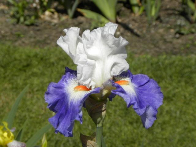 Photo of the bloom of Tall Bearded Iris (Iris 'Last Laugh') posted by ...