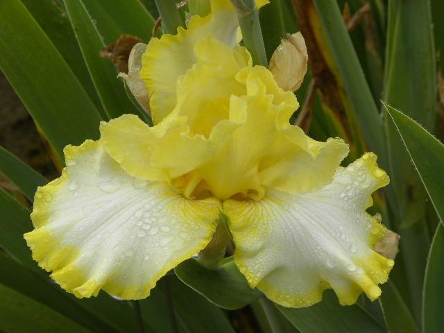 Photo of the bloom of Tall Bearded Iris (Iris 'Lionel-Choo Choo ...