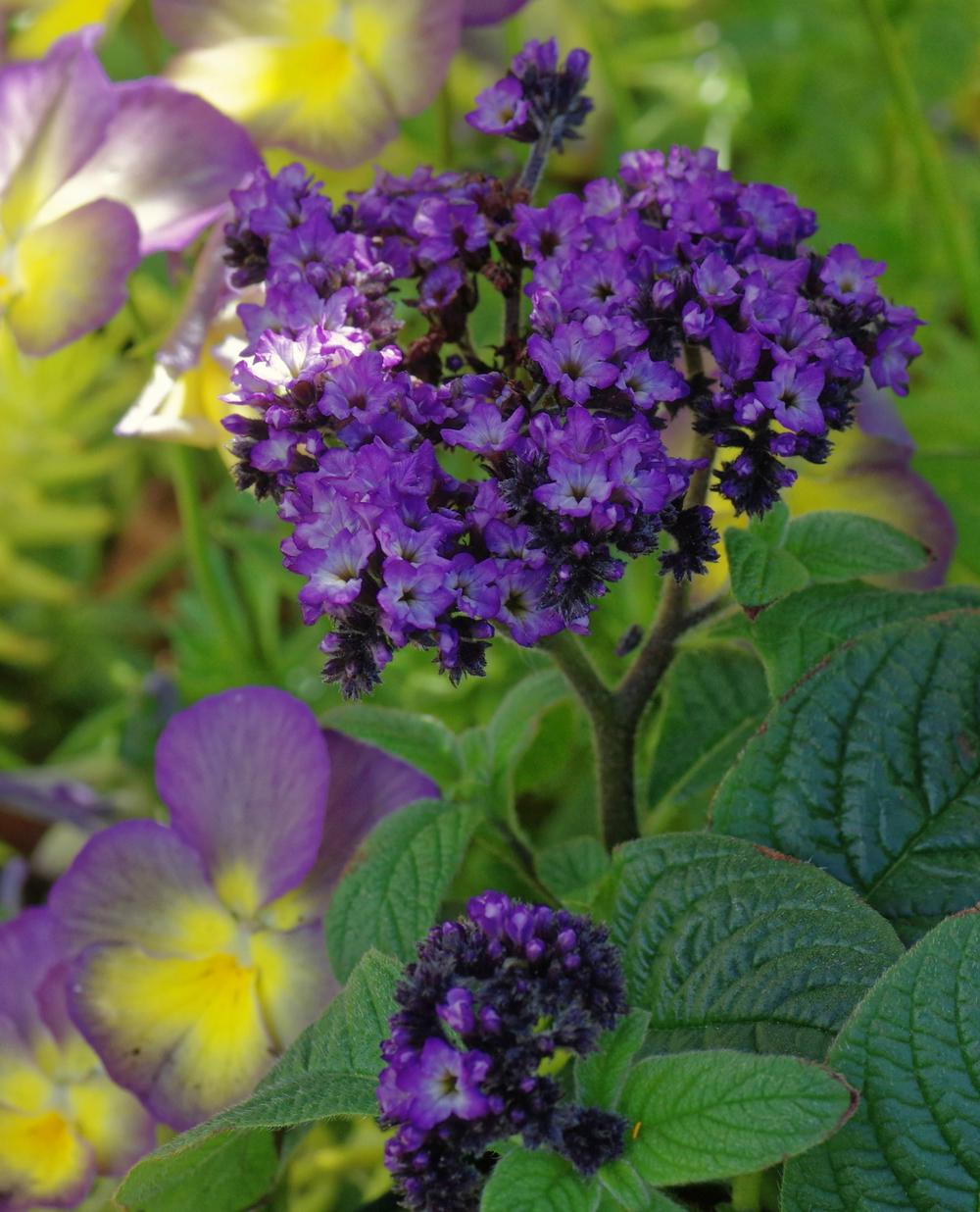 Heliotrope (Heliotropium arborescens Marino™ Blue) - Garden.org