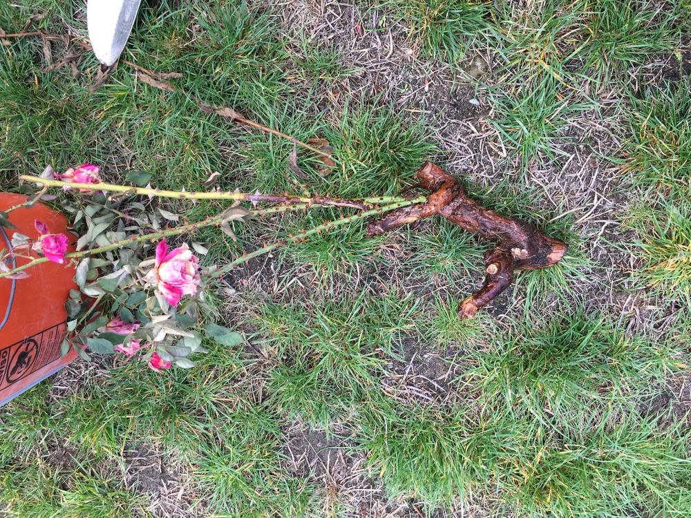Can a split rose root be saved? in the Roses forum - Garden.org