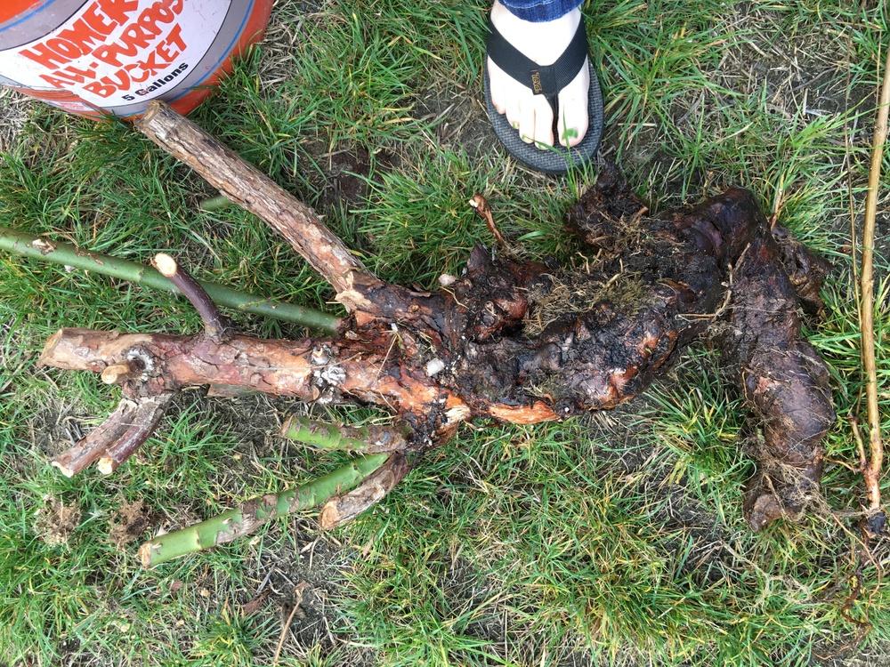 Can a split rose root be saved? in the Roses forum - Garden.org