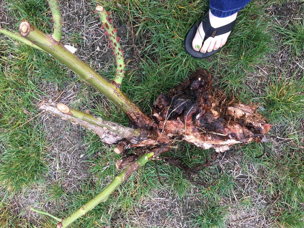Can a split rose root be saved? in the Roses forum - Garden.org
