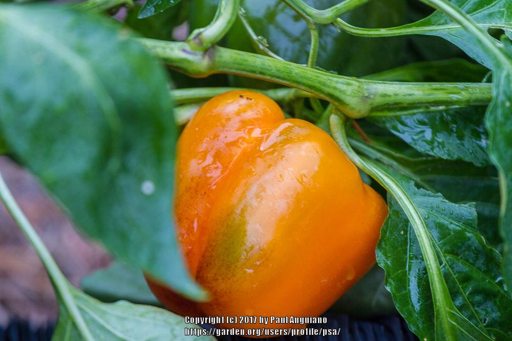 Bell Pepper (Capsicum annuum 'Orange Sun') in the Peppers Database ...