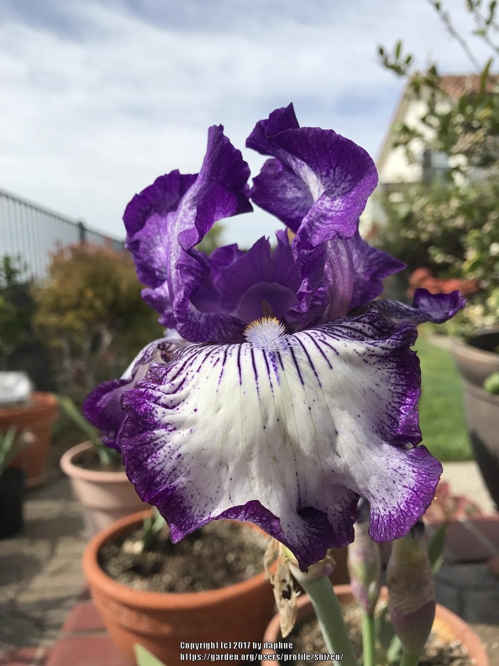 Photo of the bloom of Tall Bearded Iris (Iris 'Double Shot') posted by ...