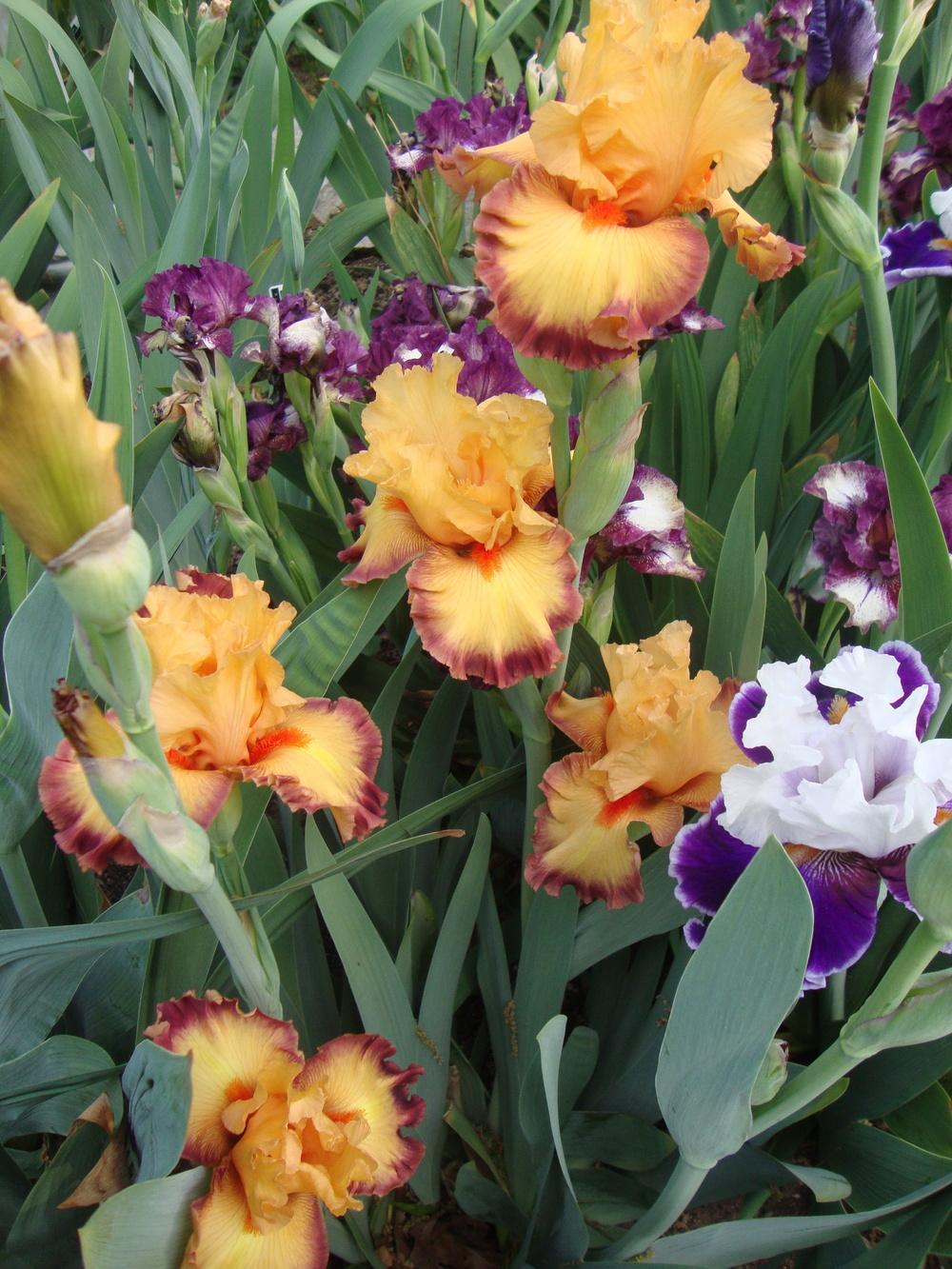 Photo of the bloom of Tall Bearded Iris (Iris 'Ringtone') posted by ...