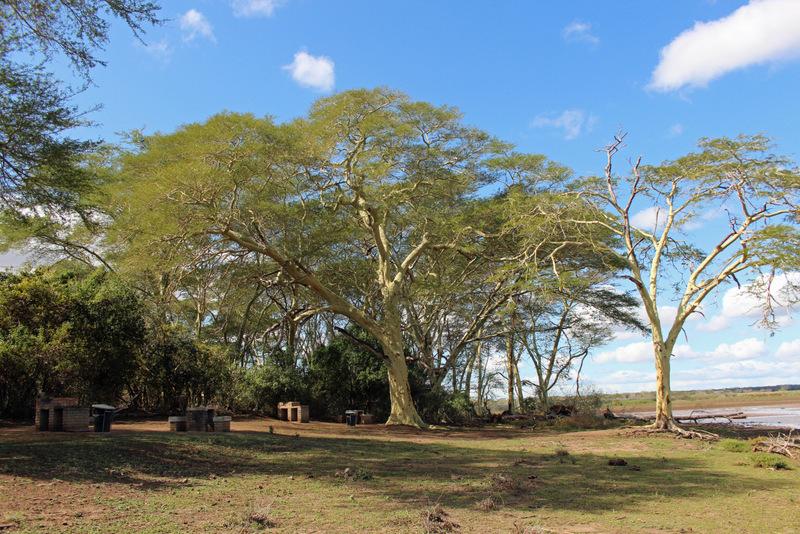 Fever Tree (Vachellia xanthophloea) - Garden.org