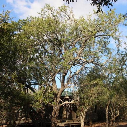 Tamboti (Spirostachys africana) - Garden.org