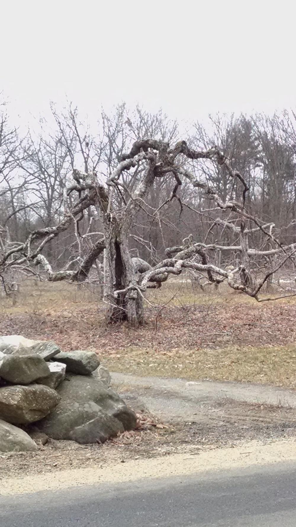 Photo of the winter interest of Apple (Malus domestica 'Red Gravenstein ...