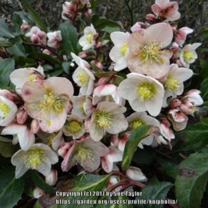 Hellebore (Helleborus Gold Collection® Shooting Star) in the Hellebores ...