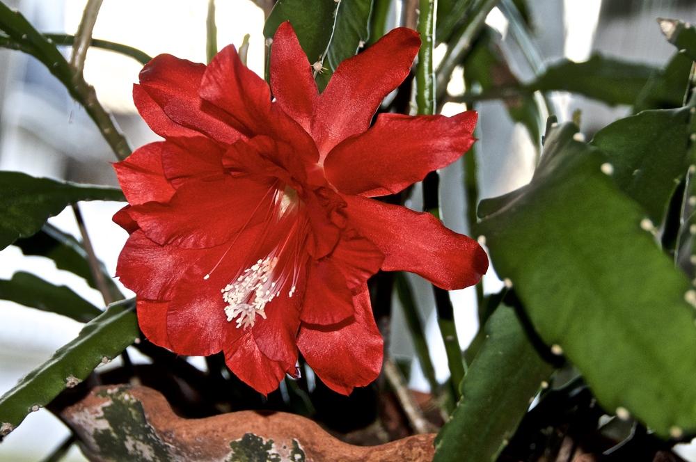 Disocactus x hybridus - Garden.org