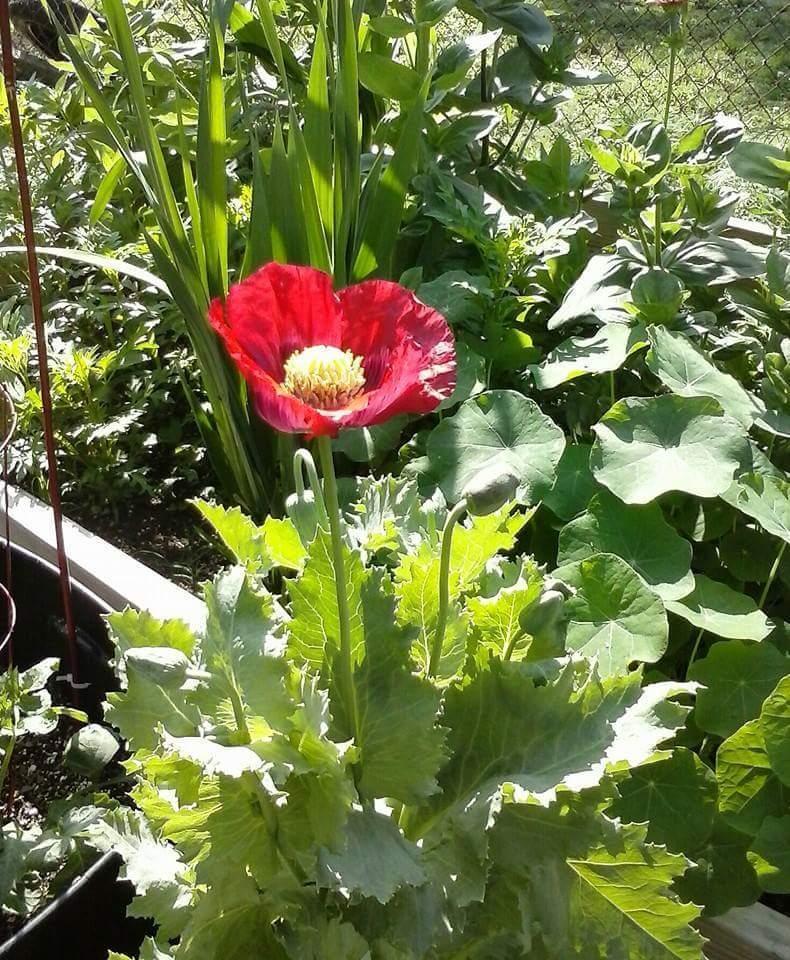 Ice Cube Poppies (Growing Poppies in Warm-Spring Areas) - Garden.org