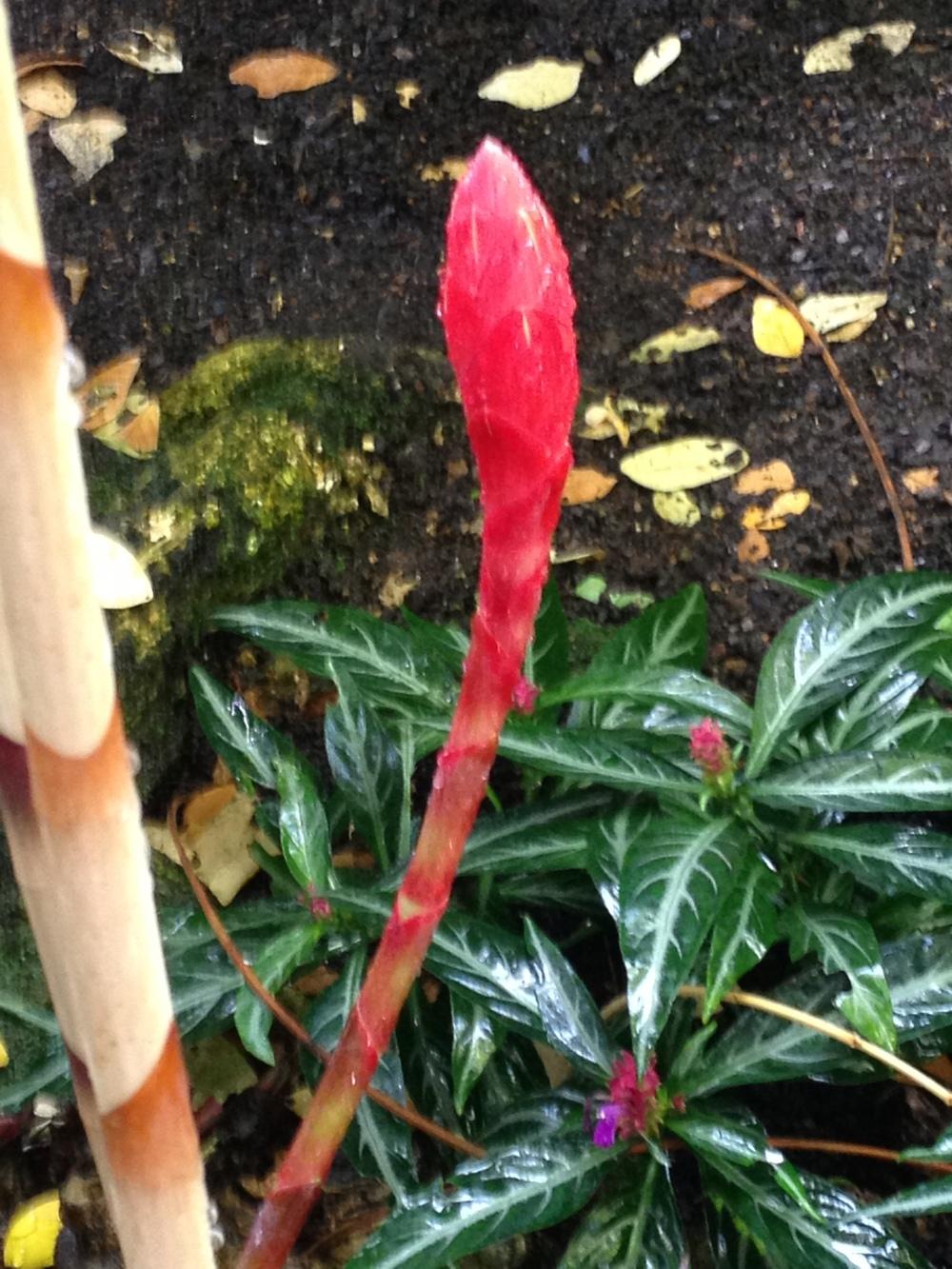 Bamboo Ginger (Costus stenophyllus) - Garden.org
