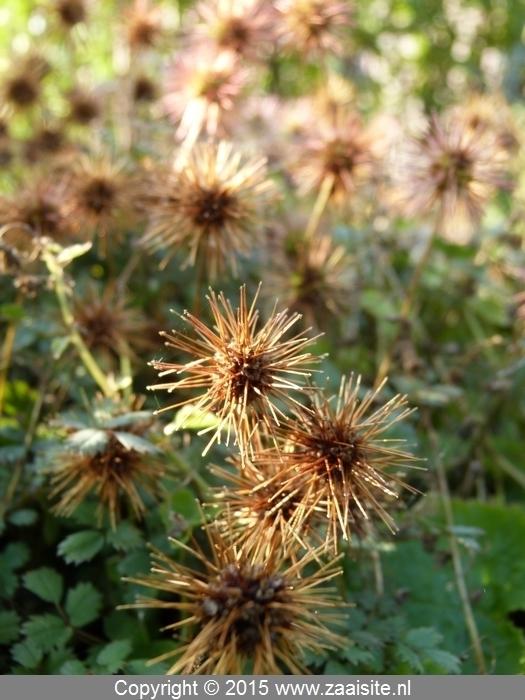 Acaena microphylla 'Kupferteppich' - Garden.org