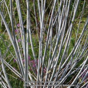 Bluestem Willow (Salix irrorata) - Garden.org