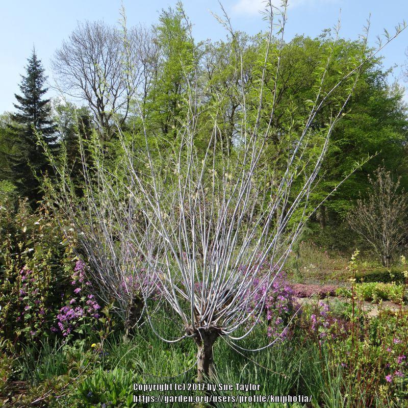 Photo of the entire plant of Bluestem Willow (Salix irrorata) posted by kniphofia - Garden.org
