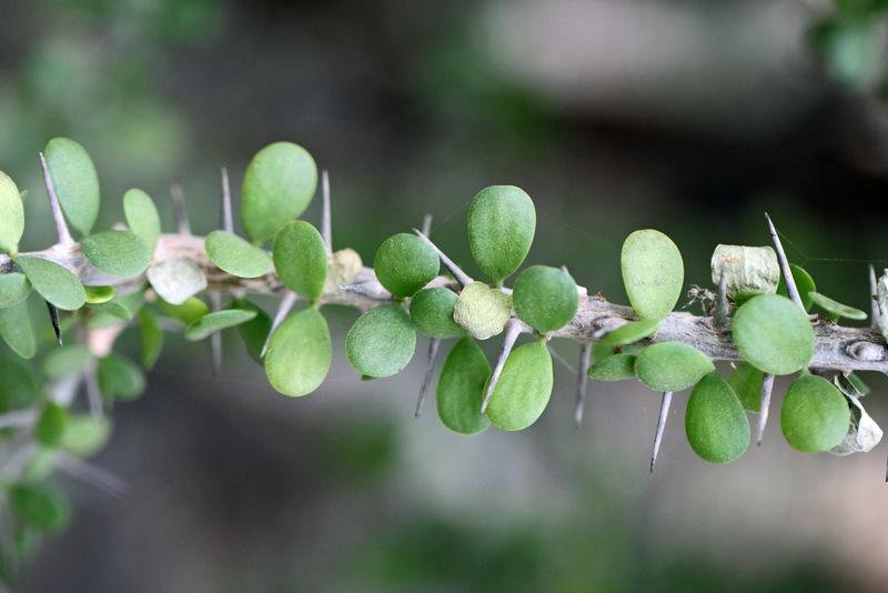 Alluaudia (Alluaudia humbertii) - Garden.org