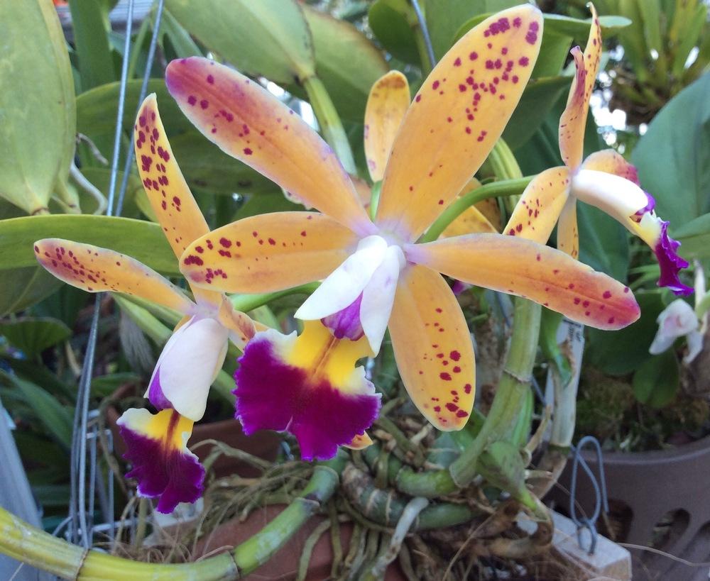 Photo of the bloom of Orchid (Cattleya Tropical Pointer 'Cheetah') posted by Ursula - Garden.org