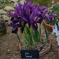 Photo of the entire plant of Reticulated Iris (Iris 'George') posted by ...