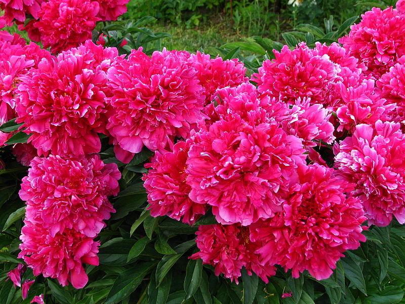 Peony (Paeonia 'Alice') in the Peonies Database - Garden.org