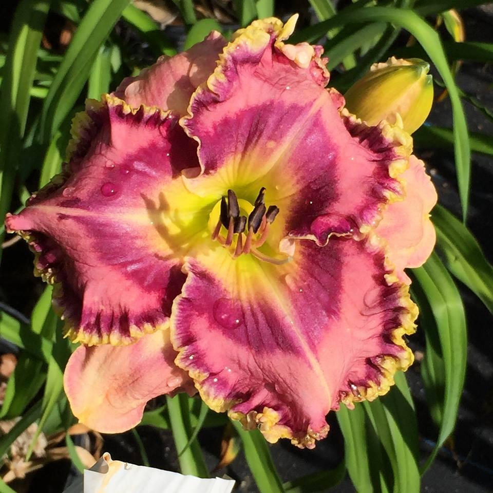 Photo of the bloom of Daylily (Hemerocallis 'Venetian Ruffles') posted by daylily1214 - Garden.org
