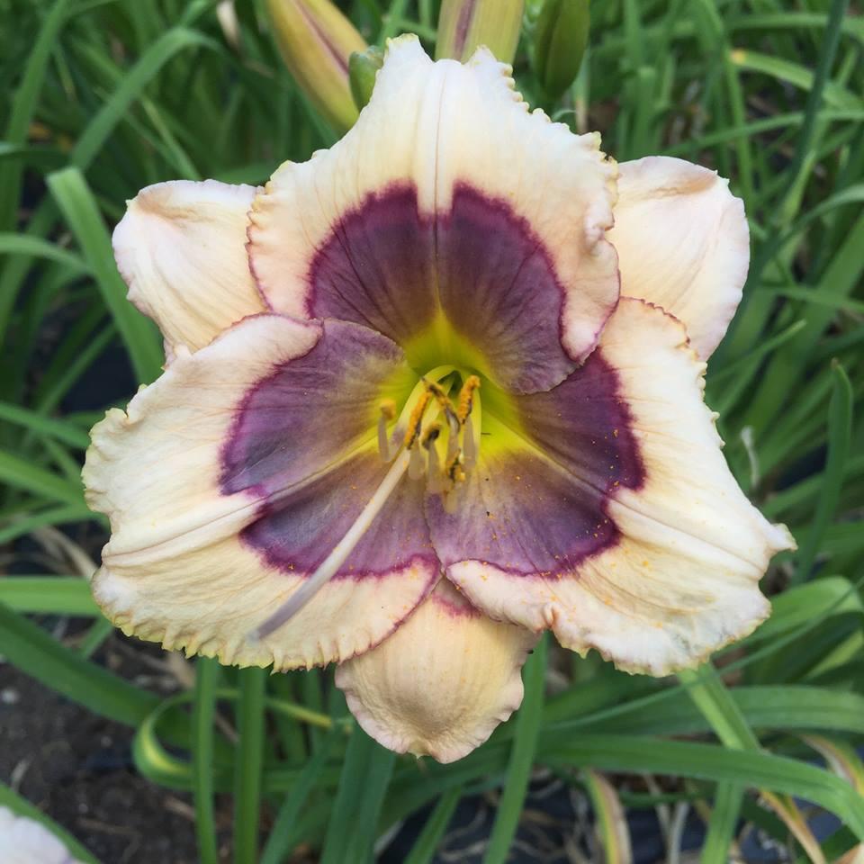 Daylily (Hemerocallis 'Blue Passion') in the Daylilies Database ...