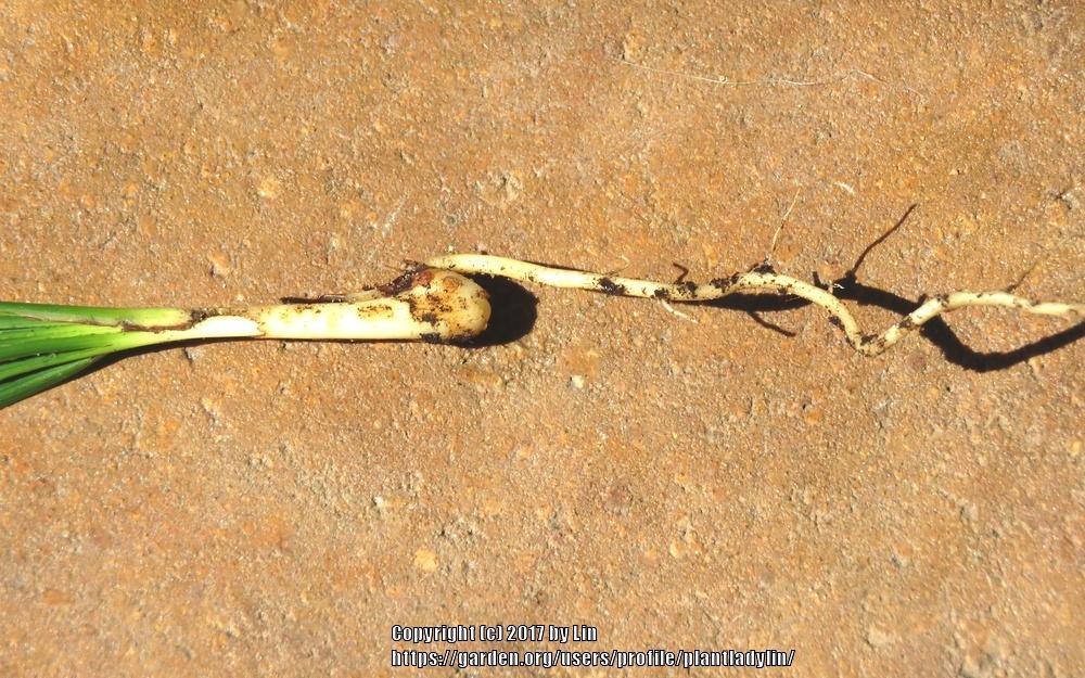 Photo of the roots of Saw Palmetto (Serenoa repens) posted by ...