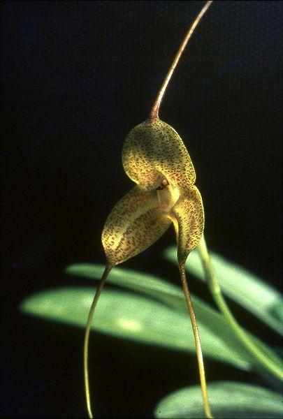 Orchid (Masdevallia instar) - Garden.org