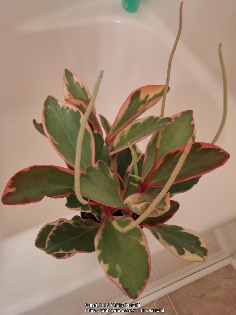 Photo of the entire plant of Red Edge Peperomia (Peperomia tricolor ...