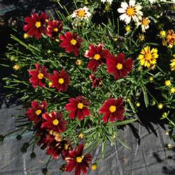 Photo of the entire plant of Tickseed (Coreopsis Li'l Bang™ Red Elf ...