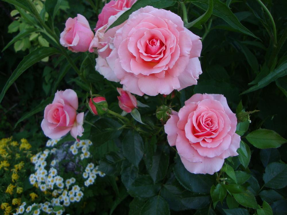 Photo of the bloom of Rose (Rosa 'Sexy Rexy') posted by Paul2032 ...