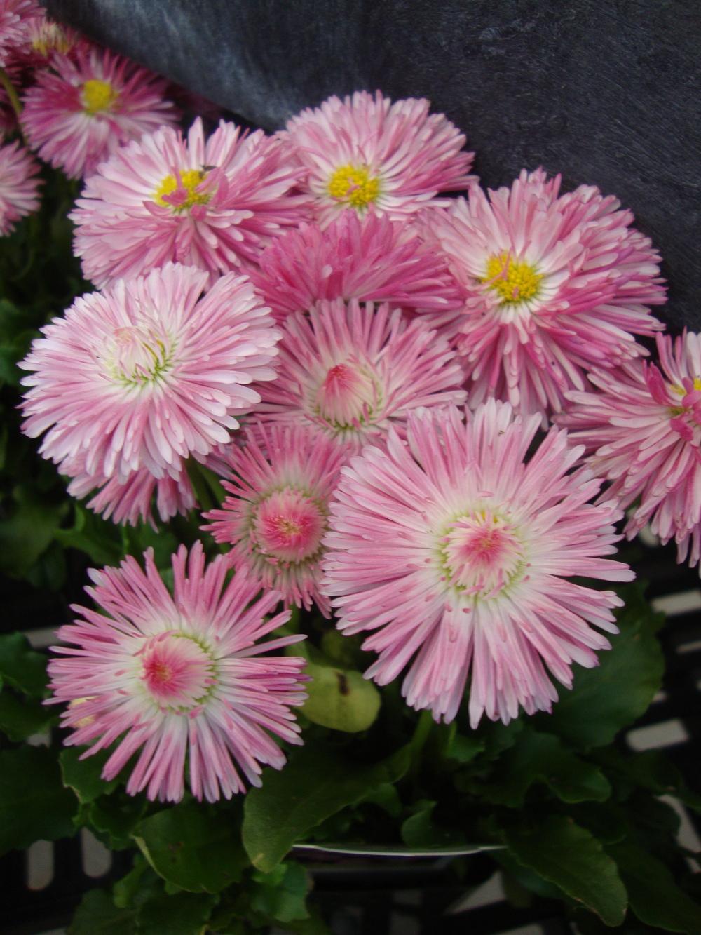 Photo of the bloom of English Daisy (Bellis perennis 'Roggli Rose ...