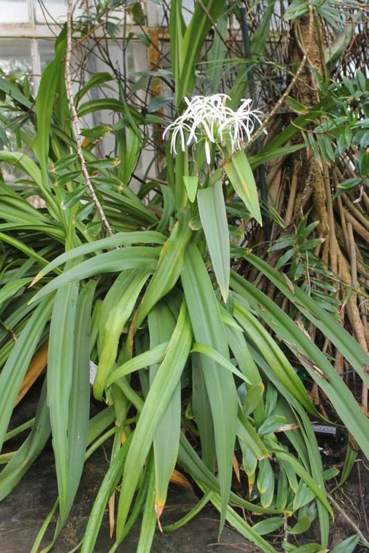 Photo of the entire plant of Crinum (Crinum asiaticum var. pedunculatum ...