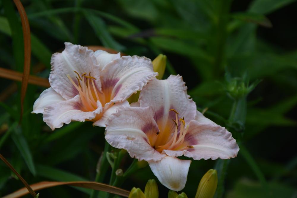 Photo of the bloom of Daylily (Hemerocallis 'Longfields Glory') posted ...