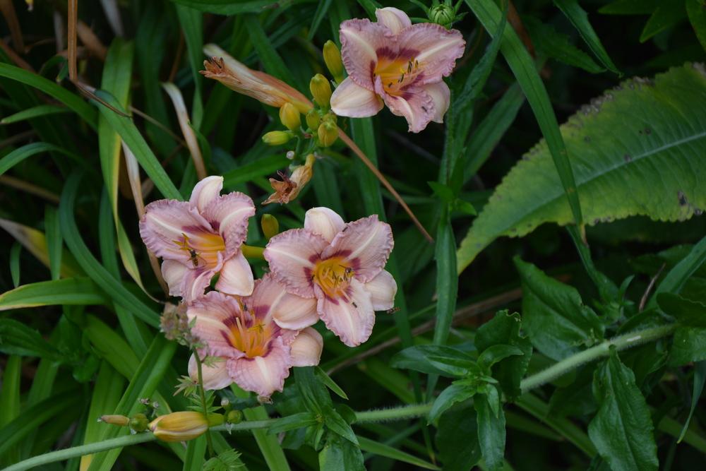 Photo of the bloom of Daylily (Hemerocallis 'Longfields Glory') posted ...