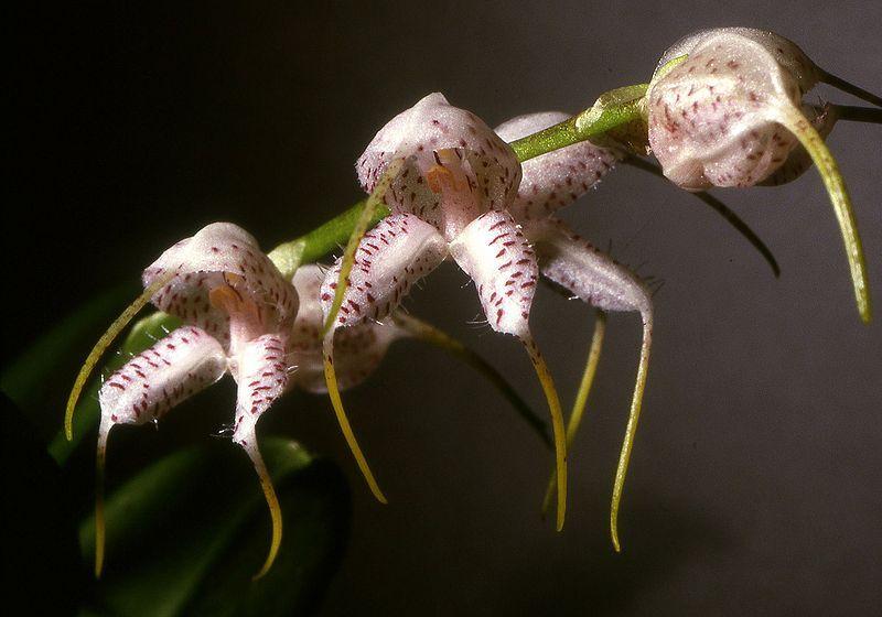 Photo of the bloom of Many-Spotted Masdevallia (Masdevallia polysticta ...
