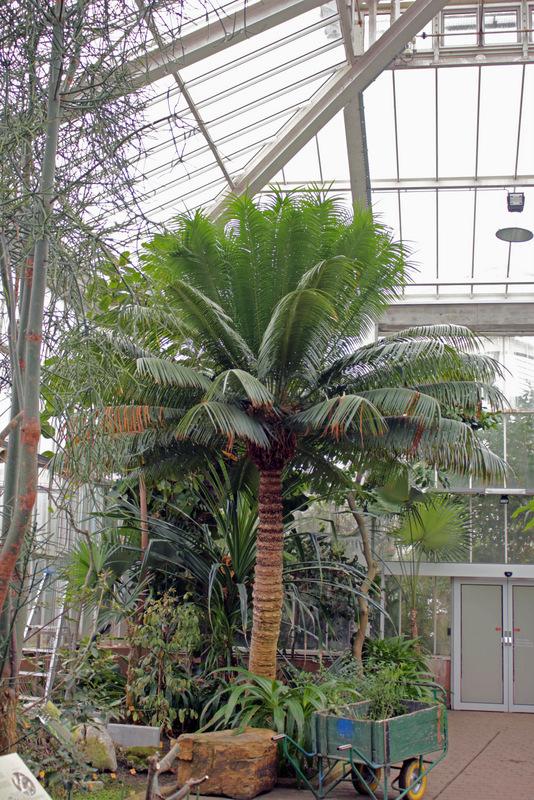 Cycas seemannii - Garden.org