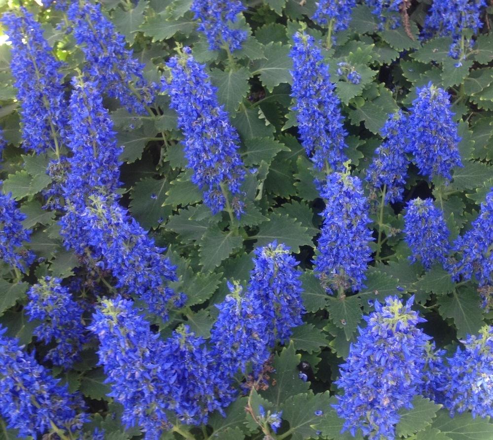 Photo of the bloom of Blue Plectranthus (Plectranthus thyrsoideus ...