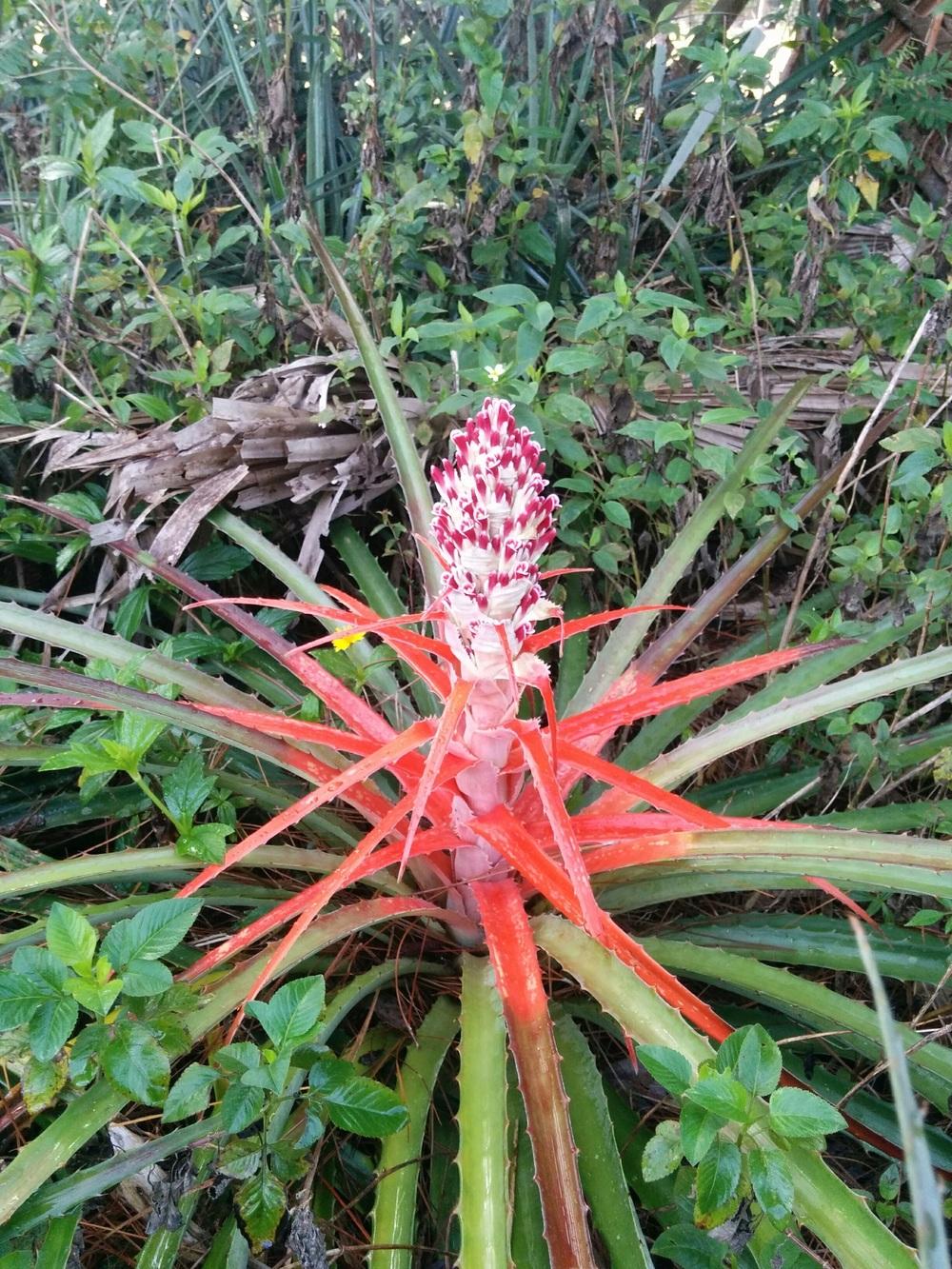 Photo of the bloom of Wild Pineapple (Bromelia pinguin) posted by ...
