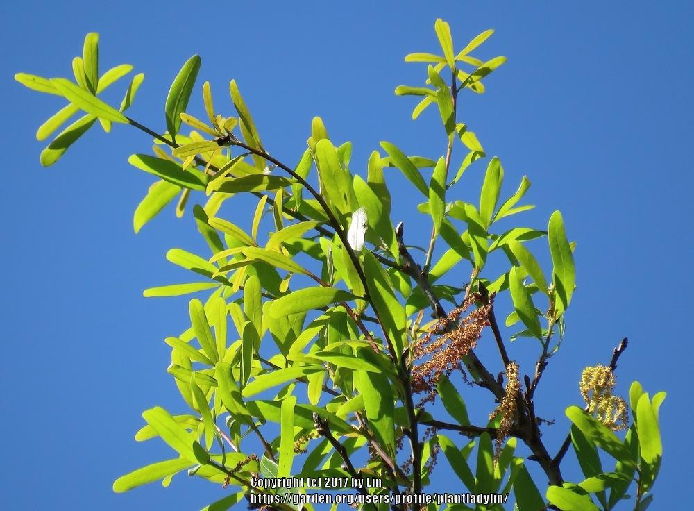 Photo of the leaves of Laurel Oak (Quercus laurifolia) posted by ...
