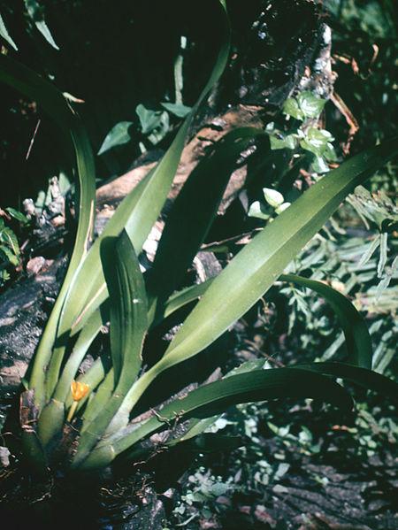Orchid (Maxillaria discolor) - Garden.org