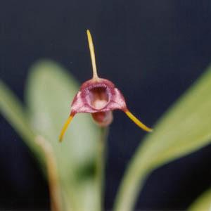 Small-Bellied Masdevallia (Masdevallia ventricularia) - Garden.org