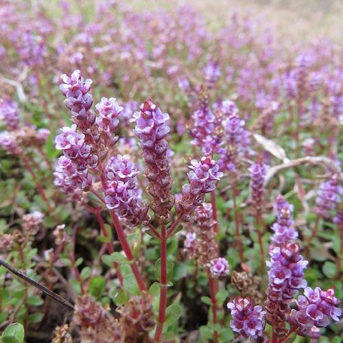 Dwarf Rotala (Rotala rotundifolia) - Garden.org