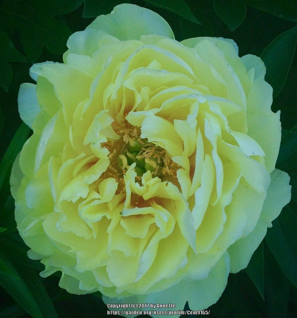 Yellow Peonies you currently are growing. Post your photos! in the ...