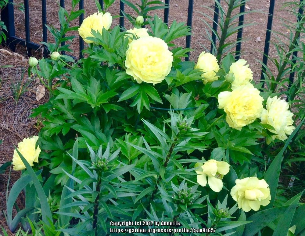 Yellow Peonies you currently are growing. Post your photos! in the ...